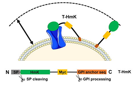 Zombie scanning enables researchers to rapidly study peptide-receptor ...